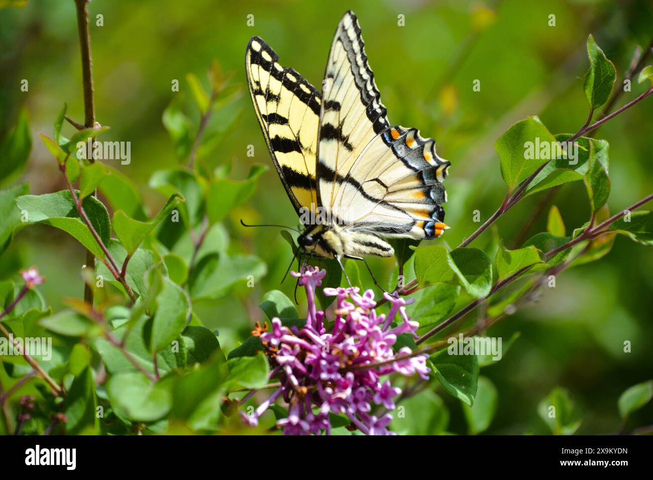 Yellow and black swallowtail butterfly rests and feeds on the nectar of ...