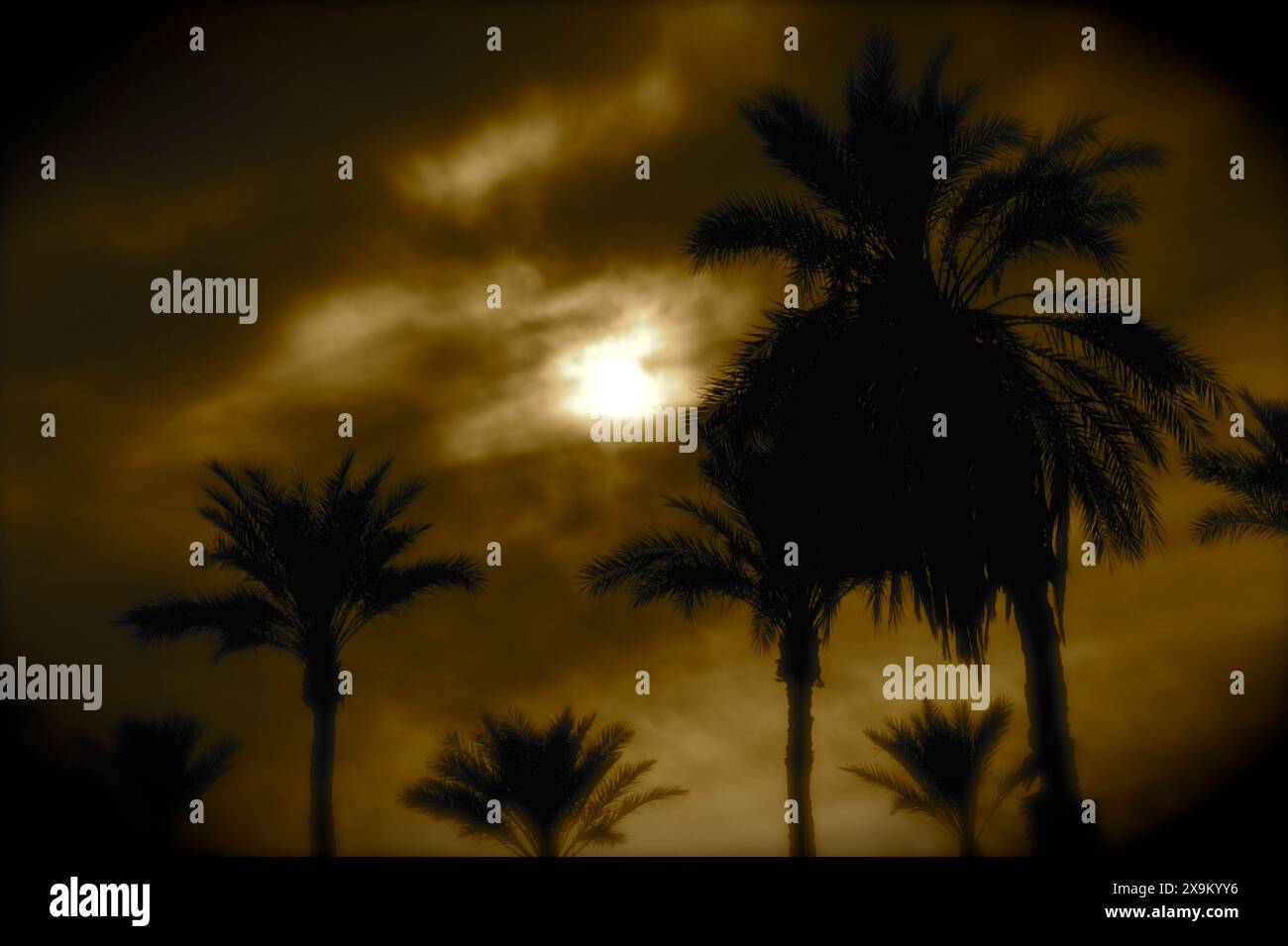 Palm trees stand in silhouetted with heavy cloud cover and a blazing ...