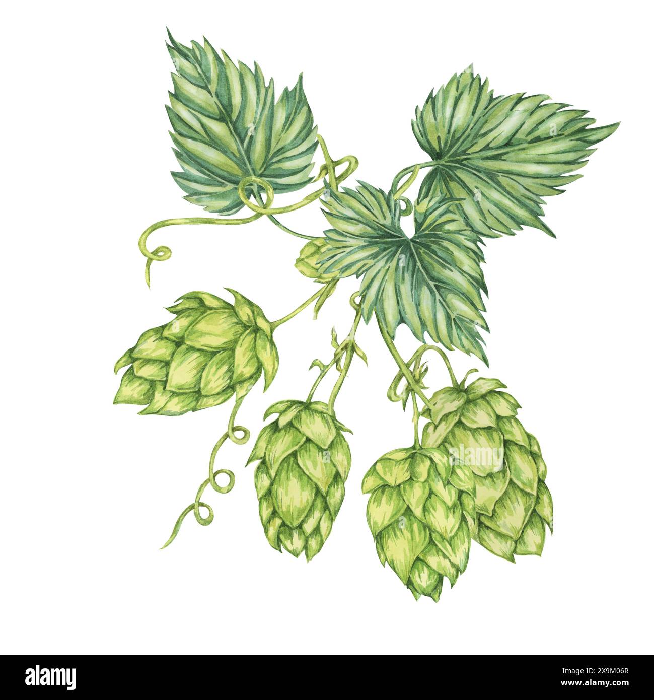 Hop cones and leaves branch watercolor illustration. Green humulus ...
