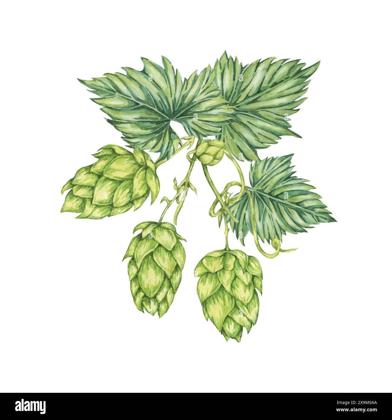 Hop cones and leaves branch watercolor illustration. Green humulus ...