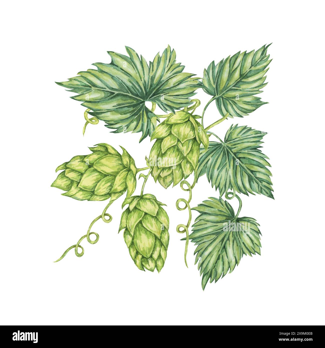 Hop cones and leaves branch watercolor illustration. Green humulus ...