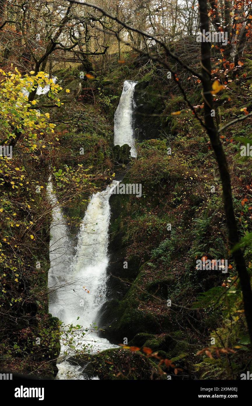 Stock Ghyll Force Stock Photo - Alamy