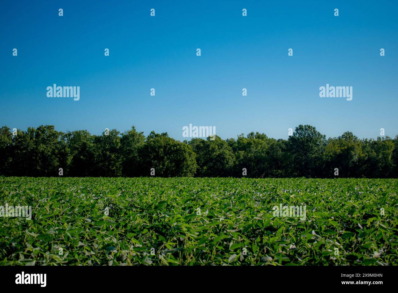 Open field lush green hi-res stock photography and images - Alamy