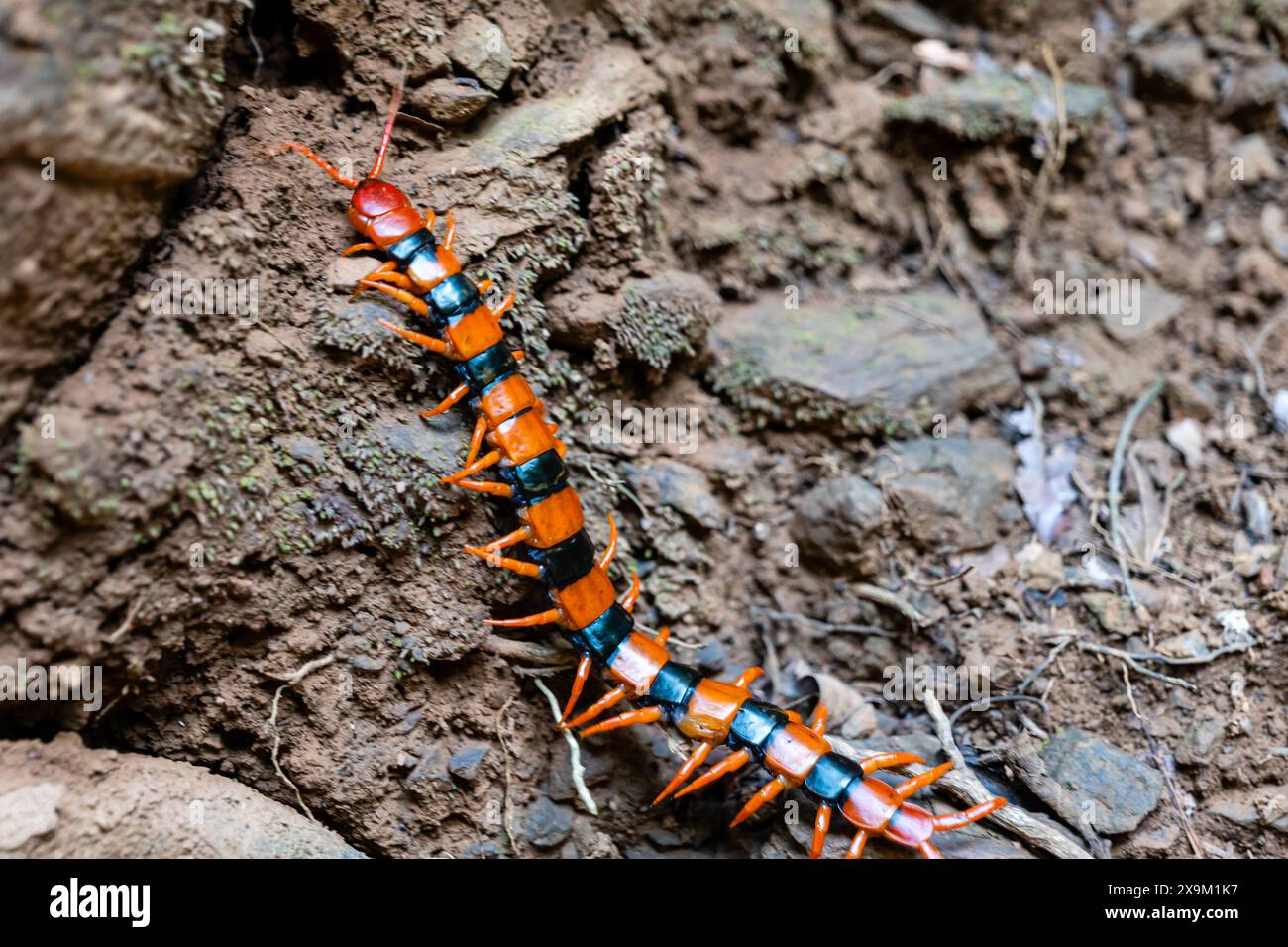 A vibrant orange and black centipede navigates the uneven ground of its ...