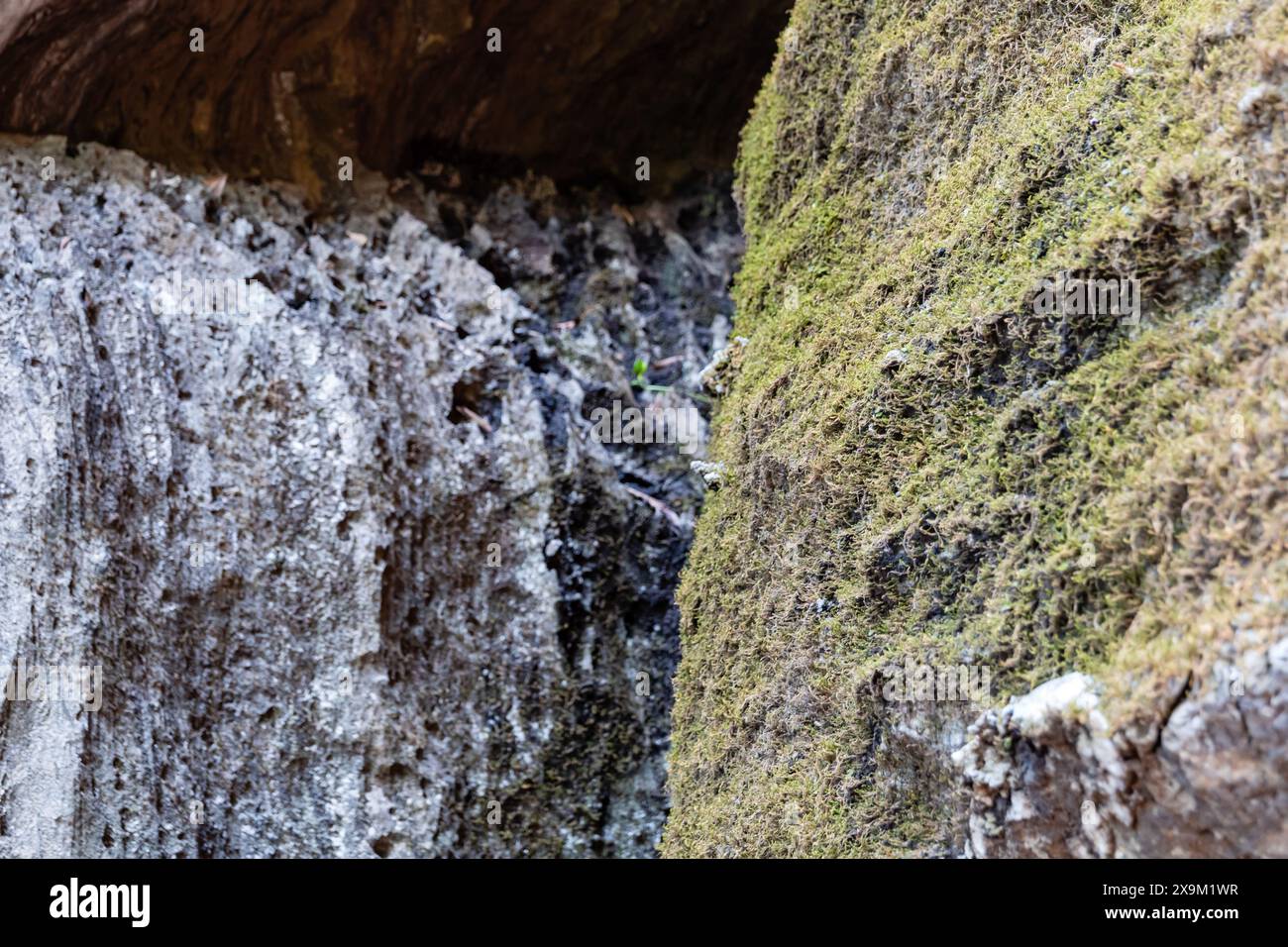 Thriving green moss contrasts beautifully with the harsh stone texture ...
