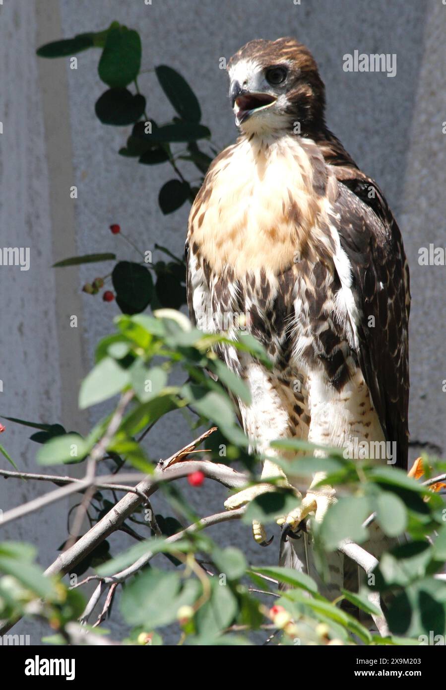 June 1, 2024, New York City, New York: (NEW) A red-tailed hawk seen in ...