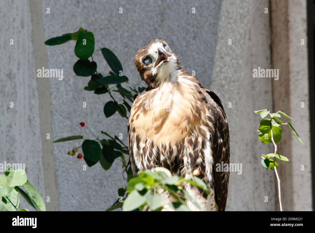 June 1, 2024, New York City, New York: (NEW) A red-tailed hawk seen in ...
