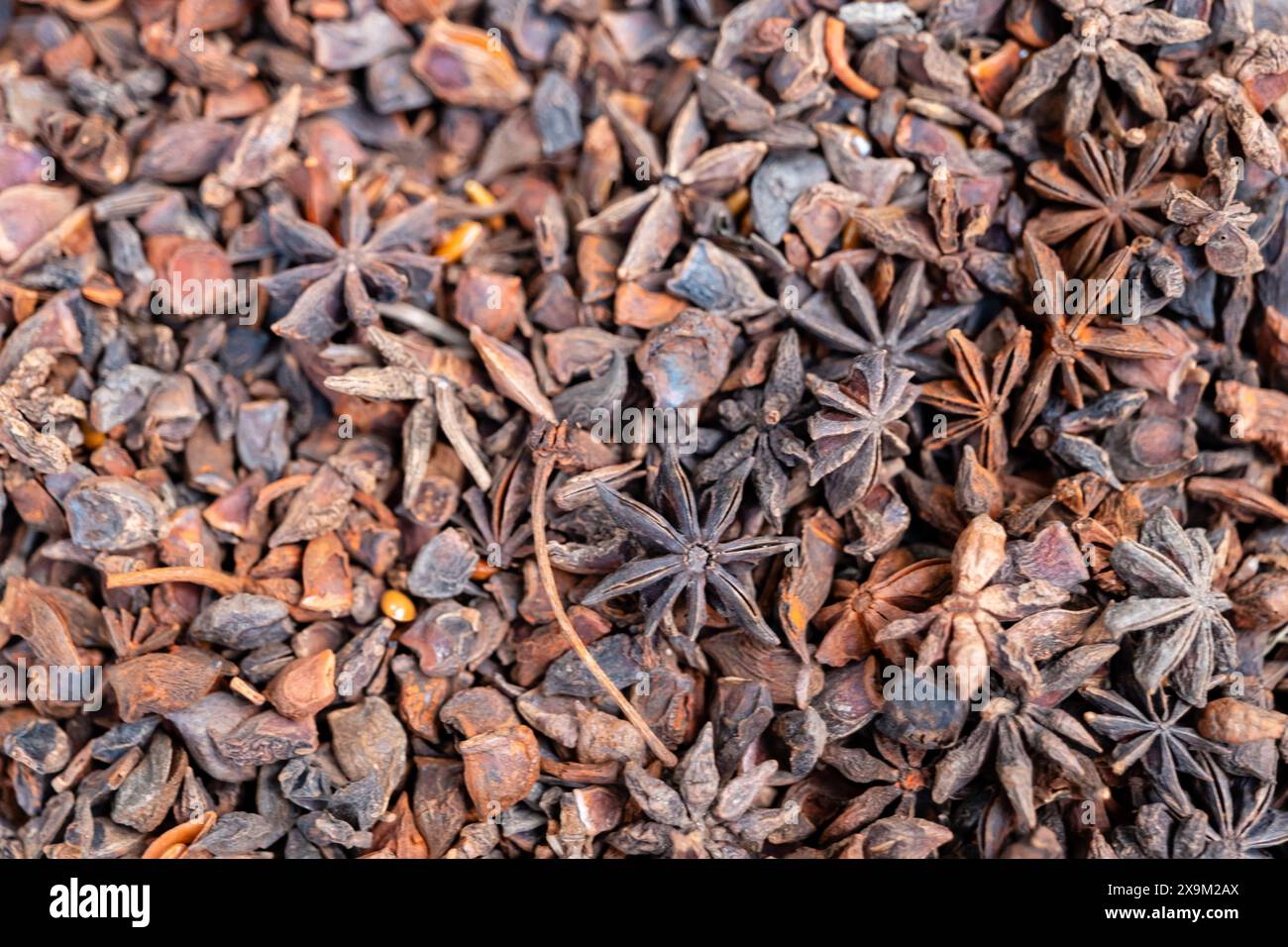 A close-up view of abundant star anise pods, showcasing their unique ...