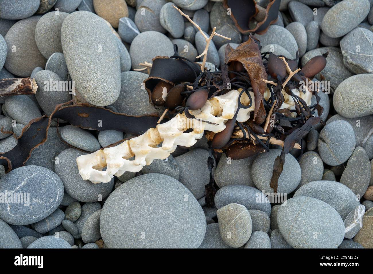 Partial skeleton washed up on pebble shore. Tangled up with seaweed on ...