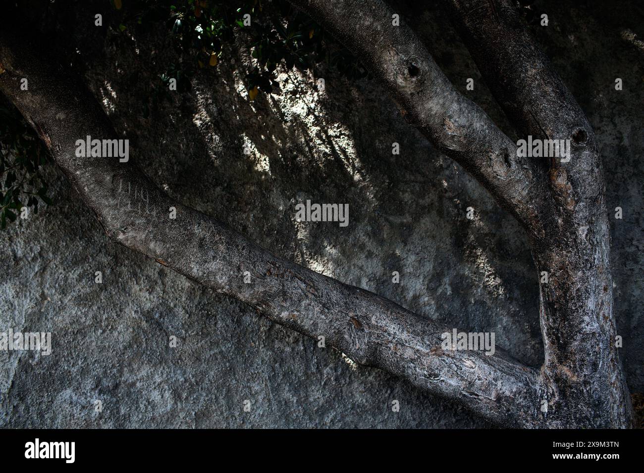 Grey monotone tree hi-res stock photography and images - Alamy
