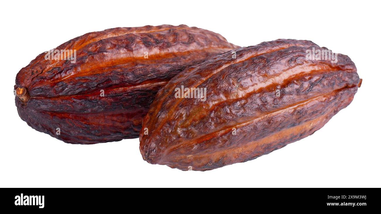 Fresh cacao fruits isolated on white background. Dark red cocoa pods ...