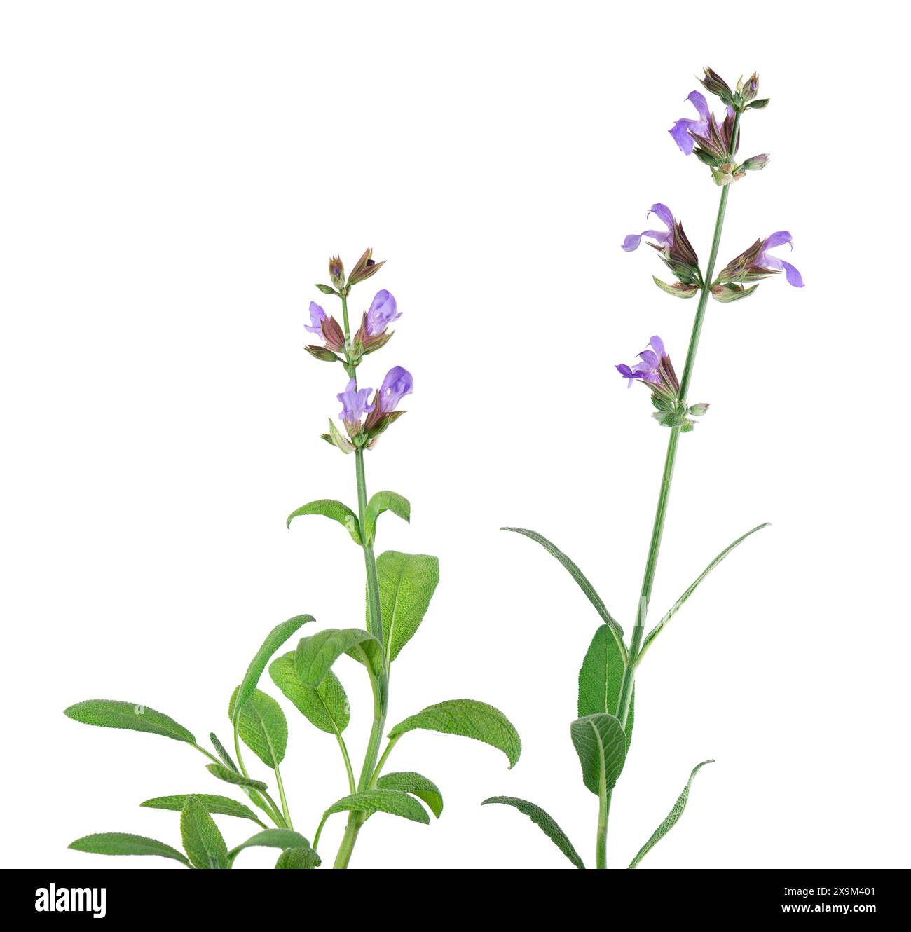 Salvia Officinalis isolated on white background. Purple pink flowers of ...