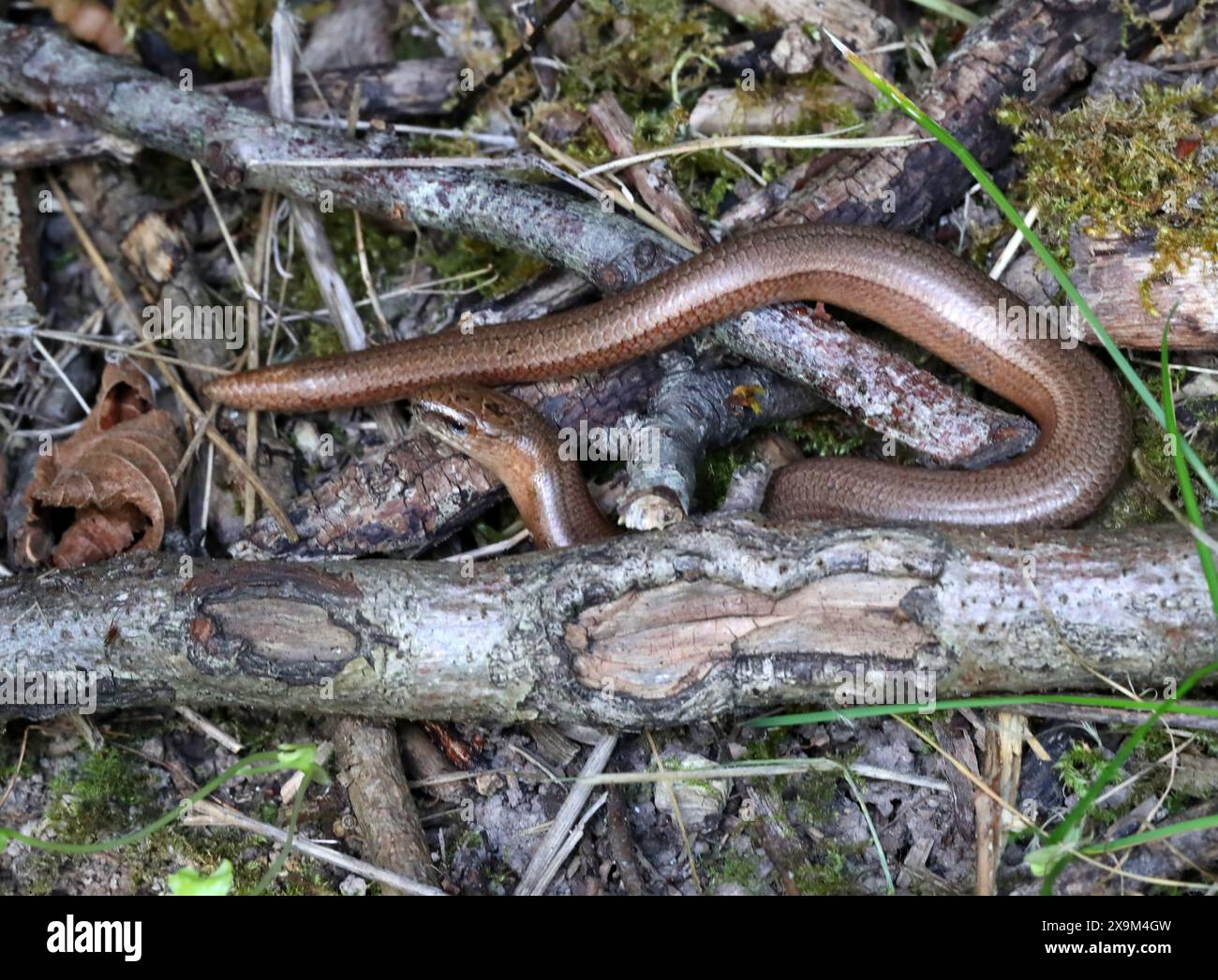 Lizard downs hi-res stock photography and images - Alamy