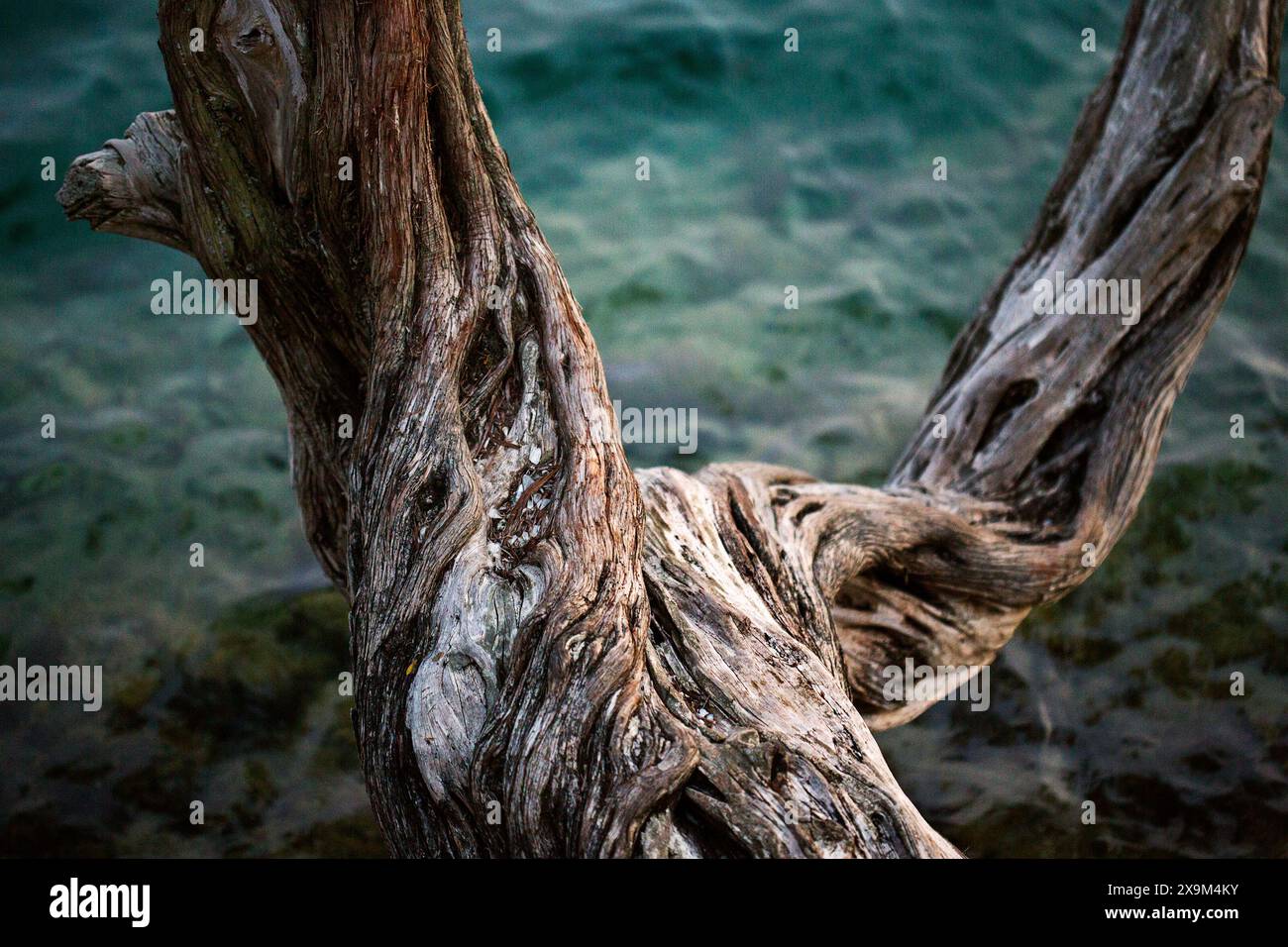 Tree branch over water hi-res stock photography and images - Alamy