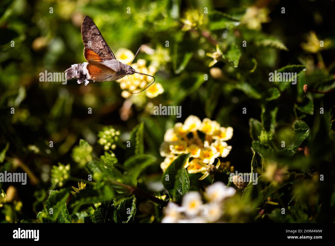 Hummingbird Hawk Moth Stock Photo - Alamy