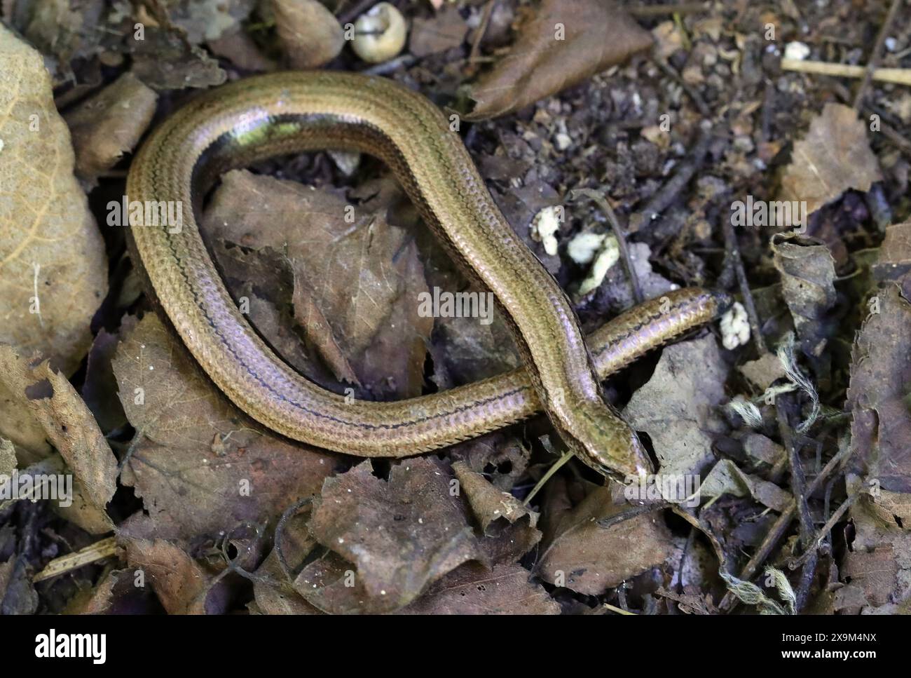 Slow Worm aka Slow-worm, Slowworm, Blindworm or Blind Worm, Anguis ...