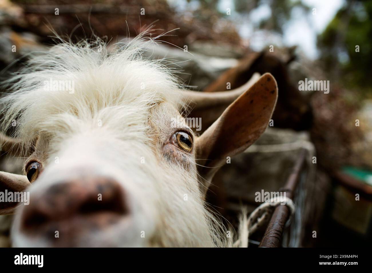 Goat Close Up Stock Photo - Alamy