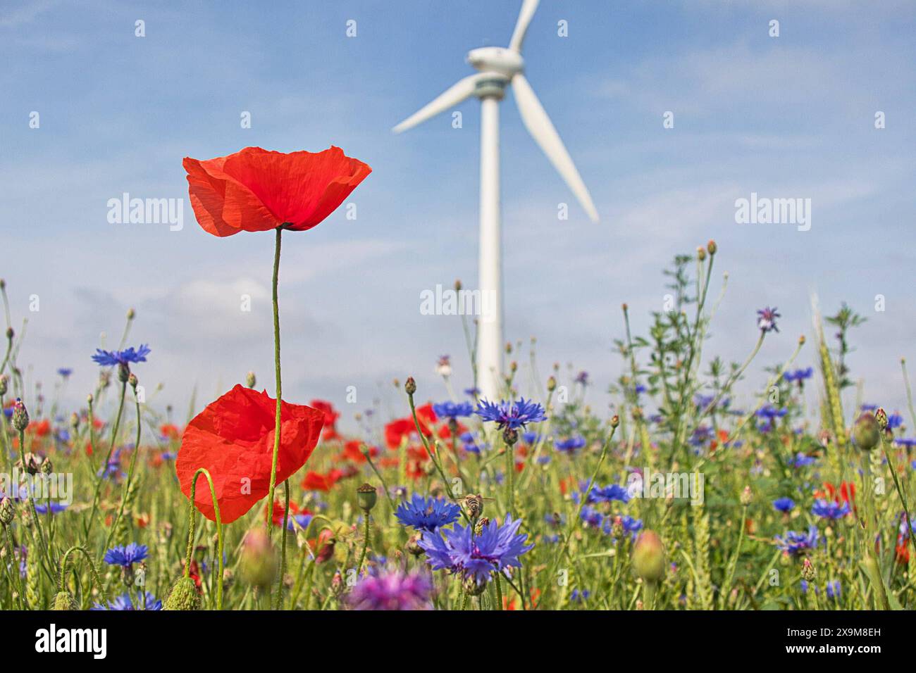 Bühender Klatschmohn und Kornblumen mit Windrad - gesehen am 01.06.2024 ...