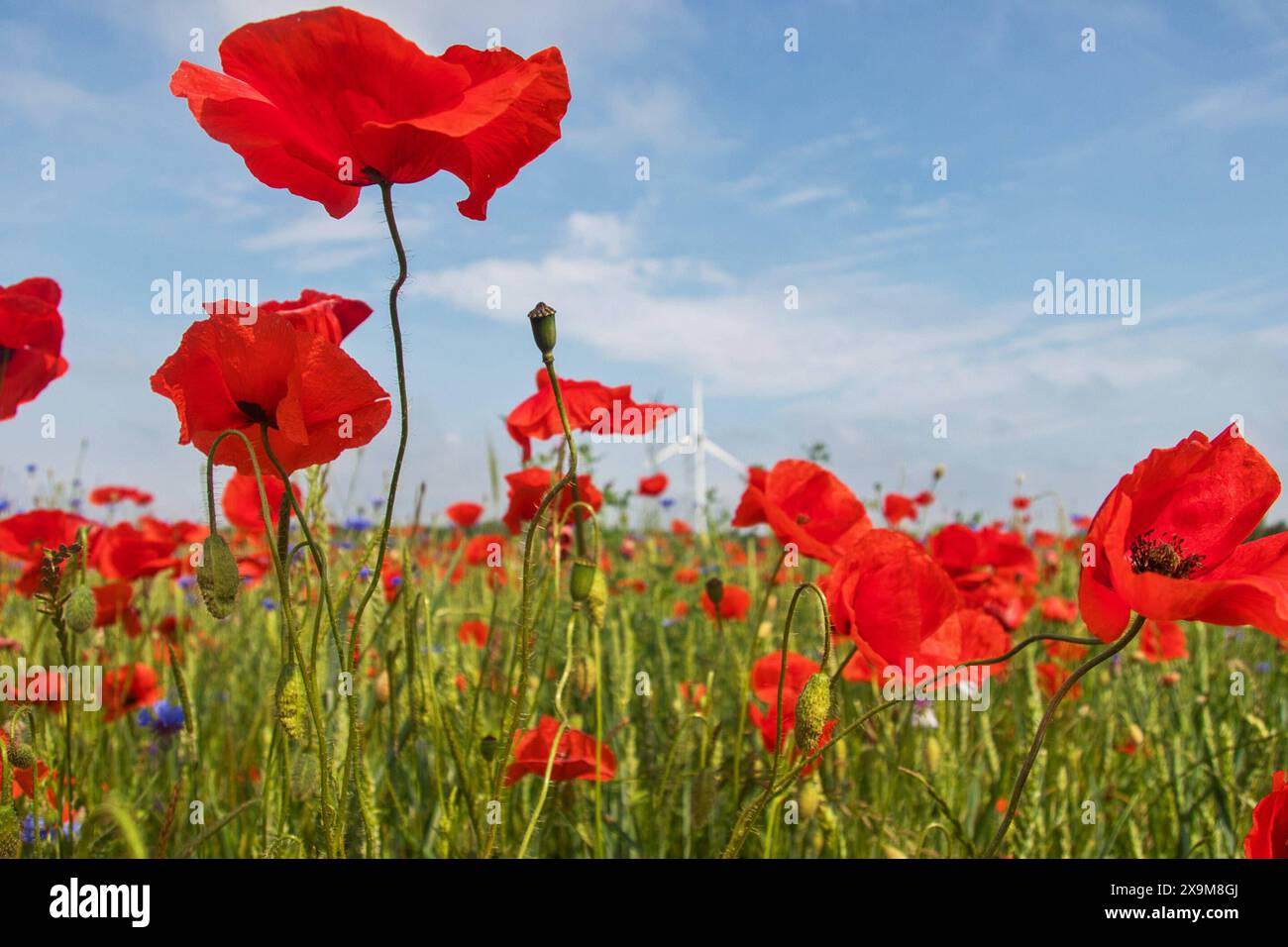 Bühender Klatschmohn und Kornblumen mit Windrad - gesehen am 01.06.2024 ...