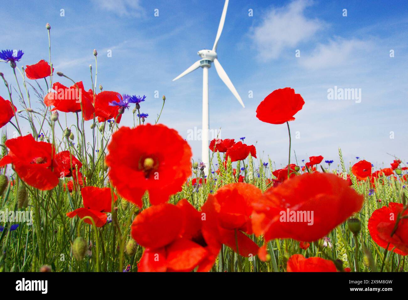 Bühender Klatschmohn und Kornblumen mit Windrad - gesehen am 01.06.2024 ...
