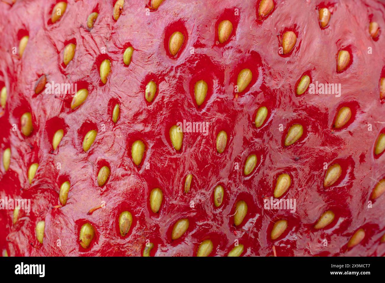 Ripe red strawberry macro shooting incredible structure of the berry ...