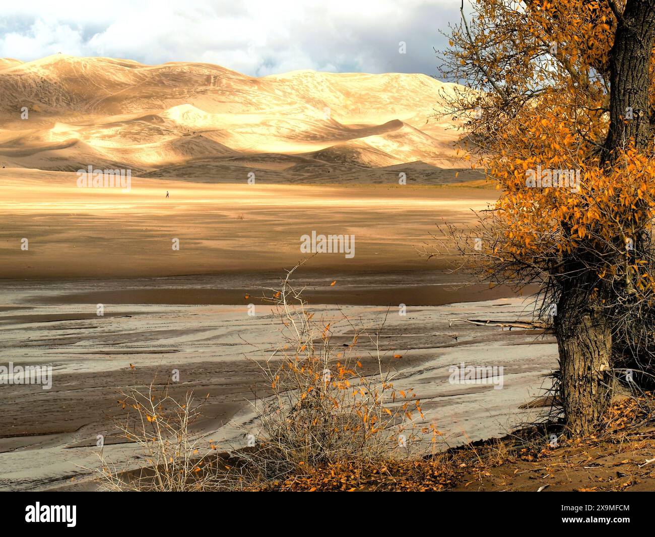 Autumn tree river sand dunes hi-res stock photography and images - Alamy