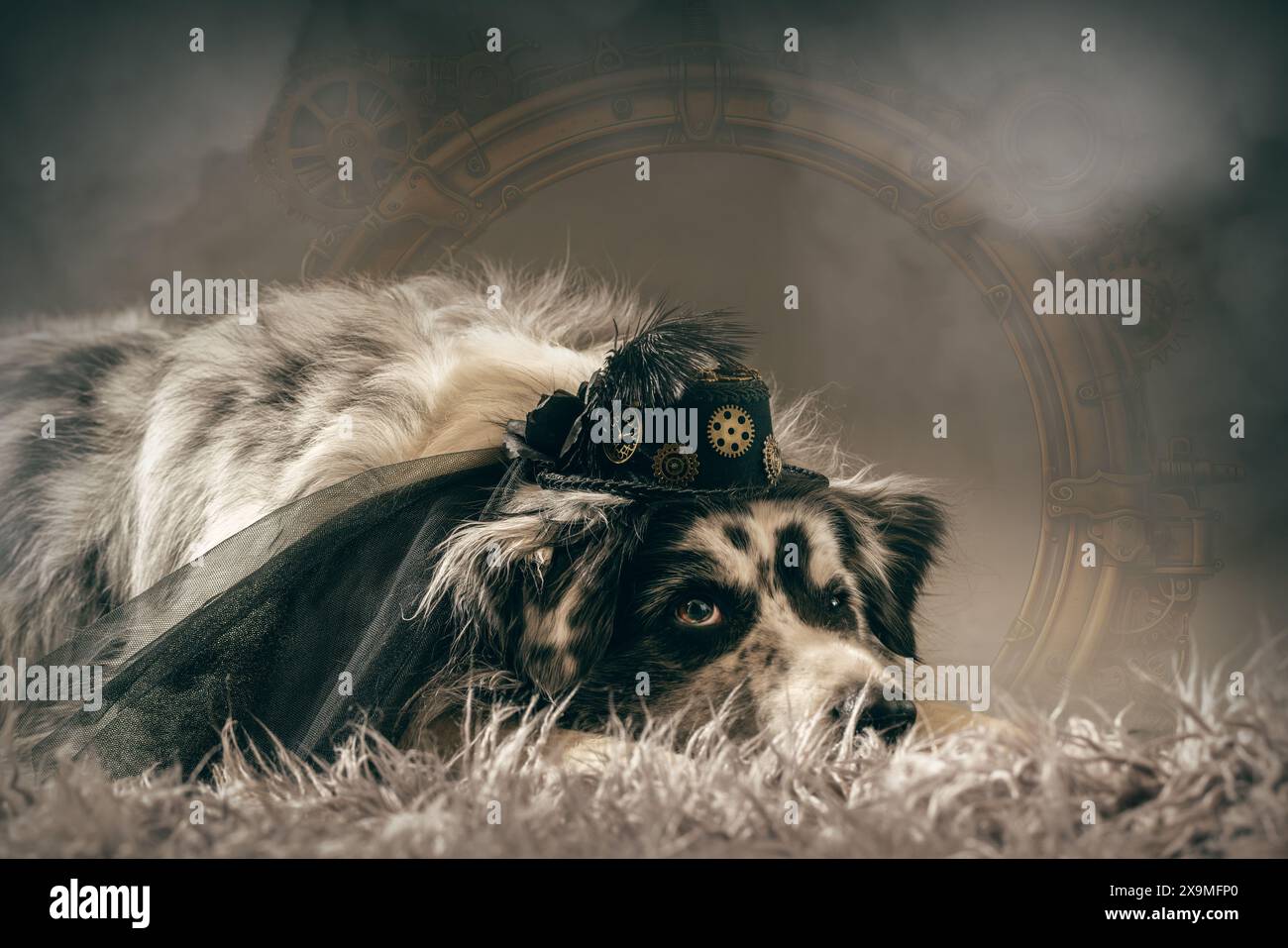 A cute australian shepherd dog cosplay dressed in a steampunk setting ...