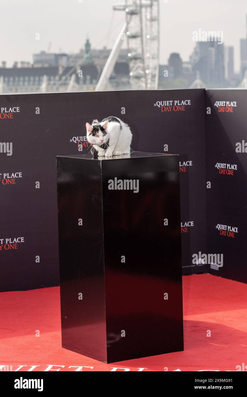 A Quiet Place, Day One film photocall Featuring: Schnitzel the cat ...