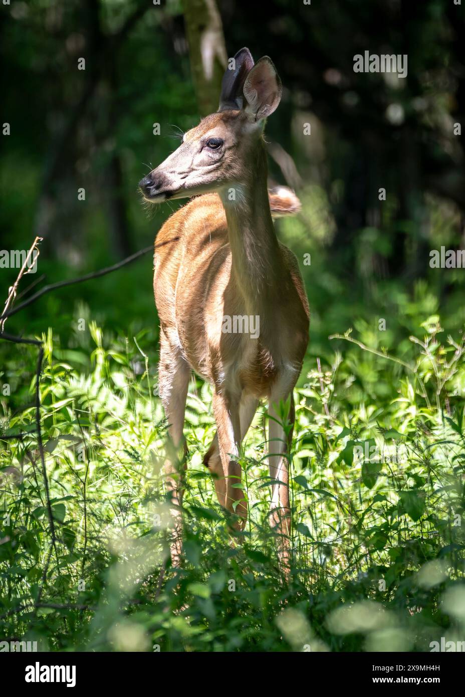 The young deer, with its slender legs and delicate frame, appears ...
