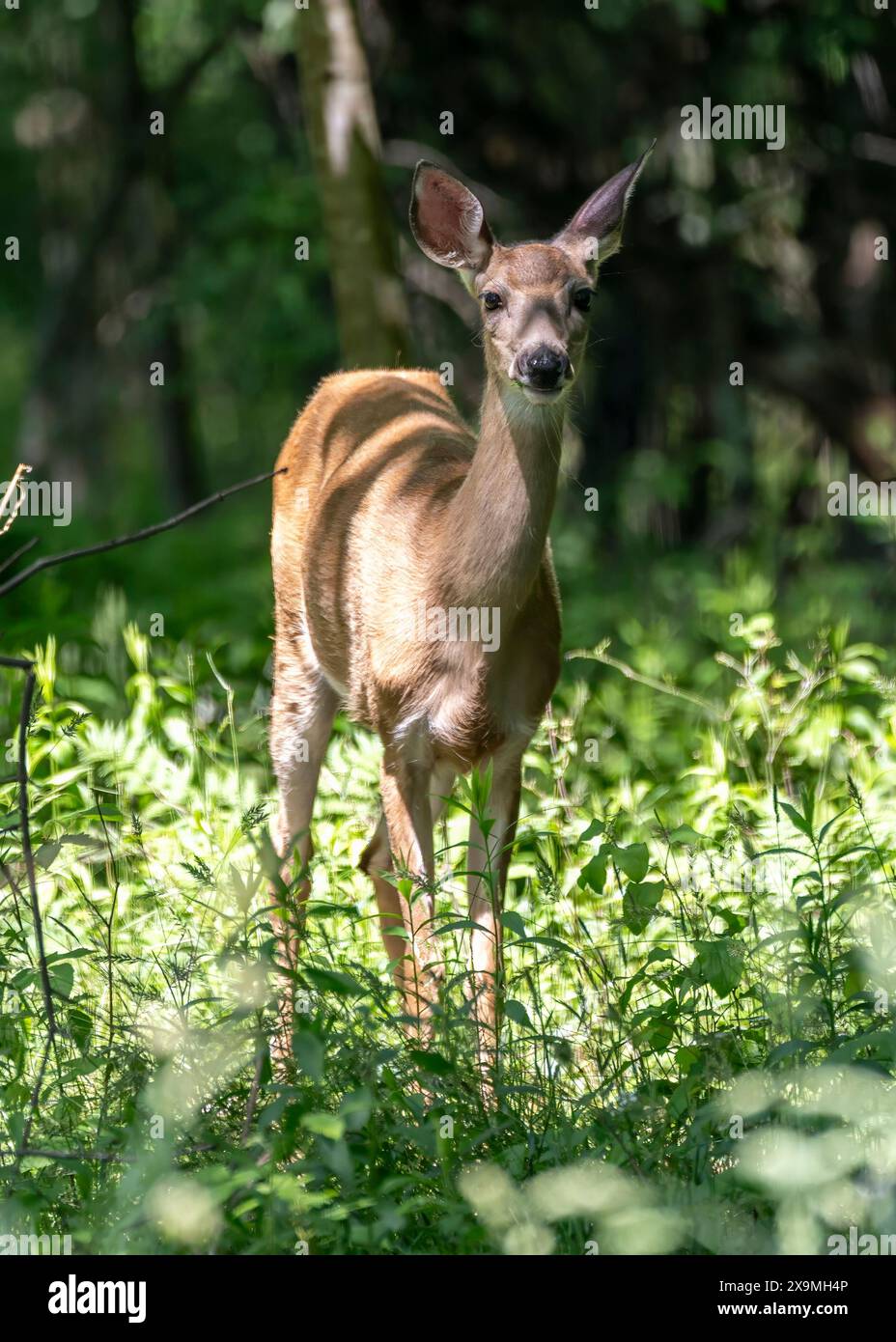 The young deer, with its slender legs and delicate frame, appears ...