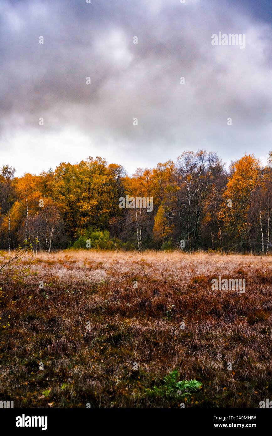 landscape, nature, forest, trees, hike, hiking, tree, trees, mountains ...