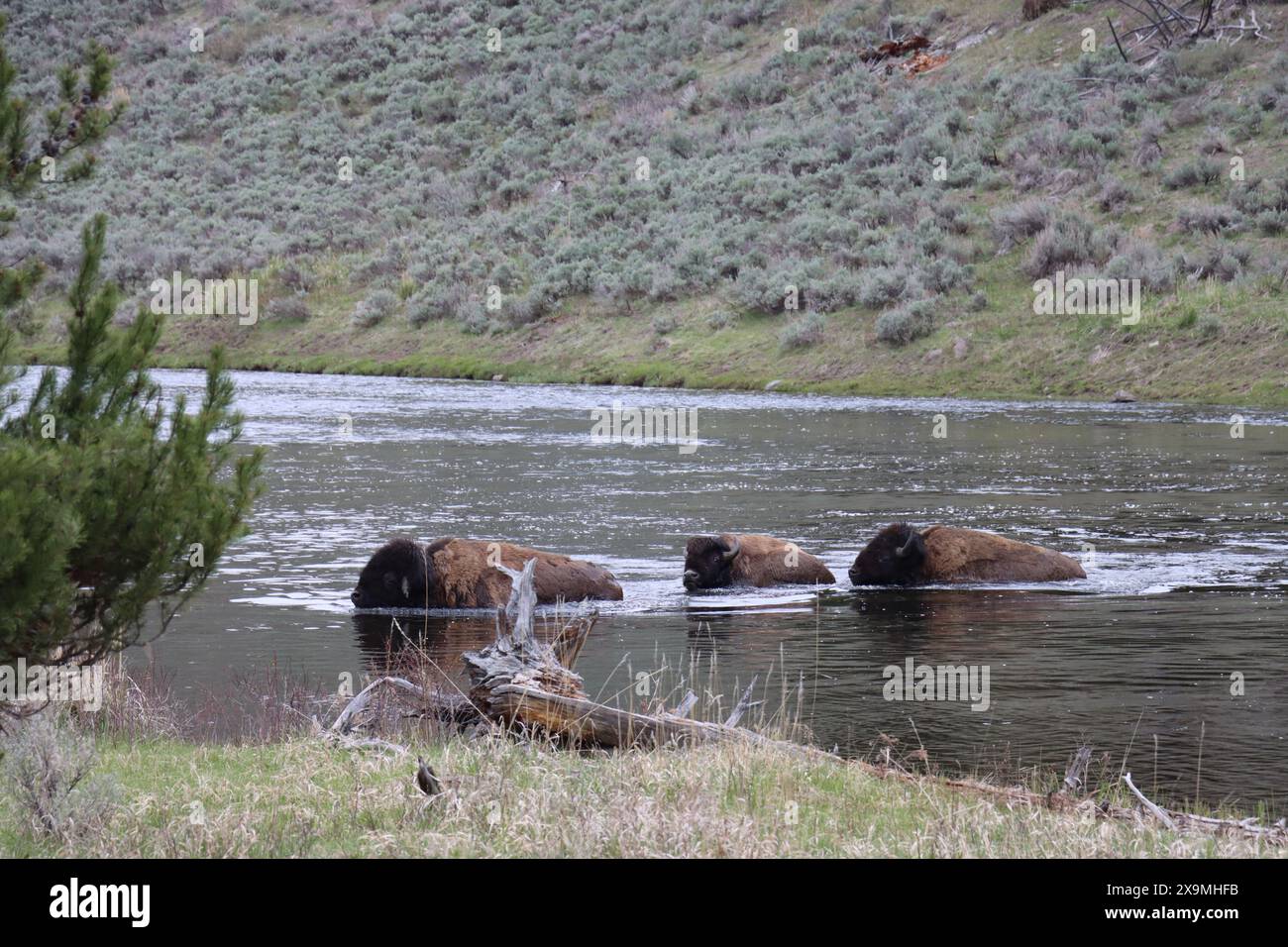 Bisons crossing the river Stock Photo - Alamy