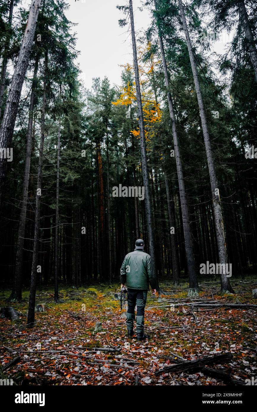 landscape, nature, forest, trees, hike, hiking, tree, trees, mountains ...