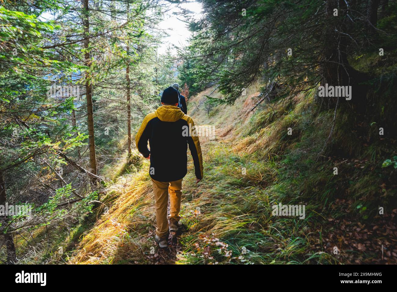 landscape, nature, forest, trees, hike, hiking, tree, trees, mountains ...