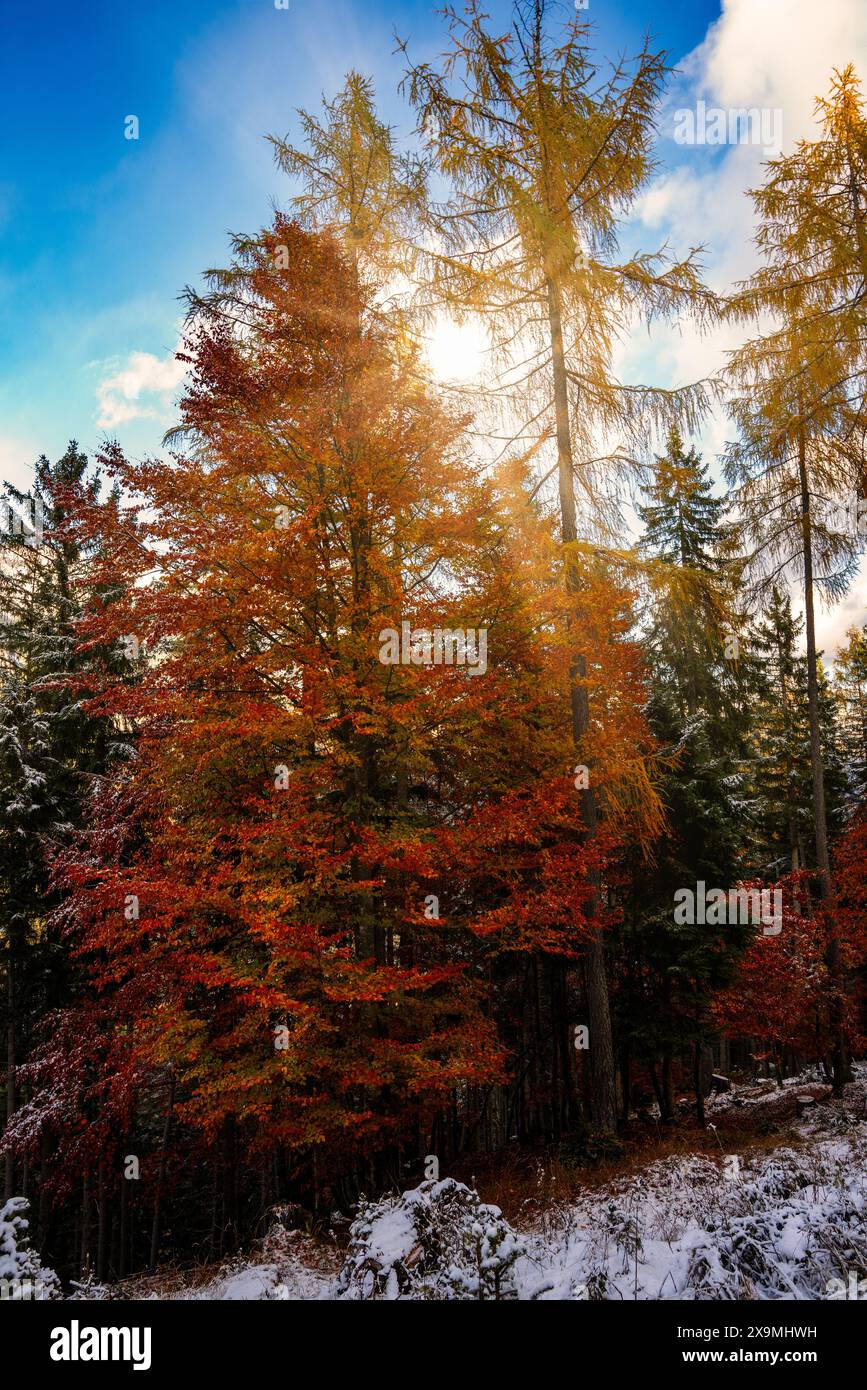 landscape, nature, forest, trees, hike, hiking, tree, trees, mountains ...