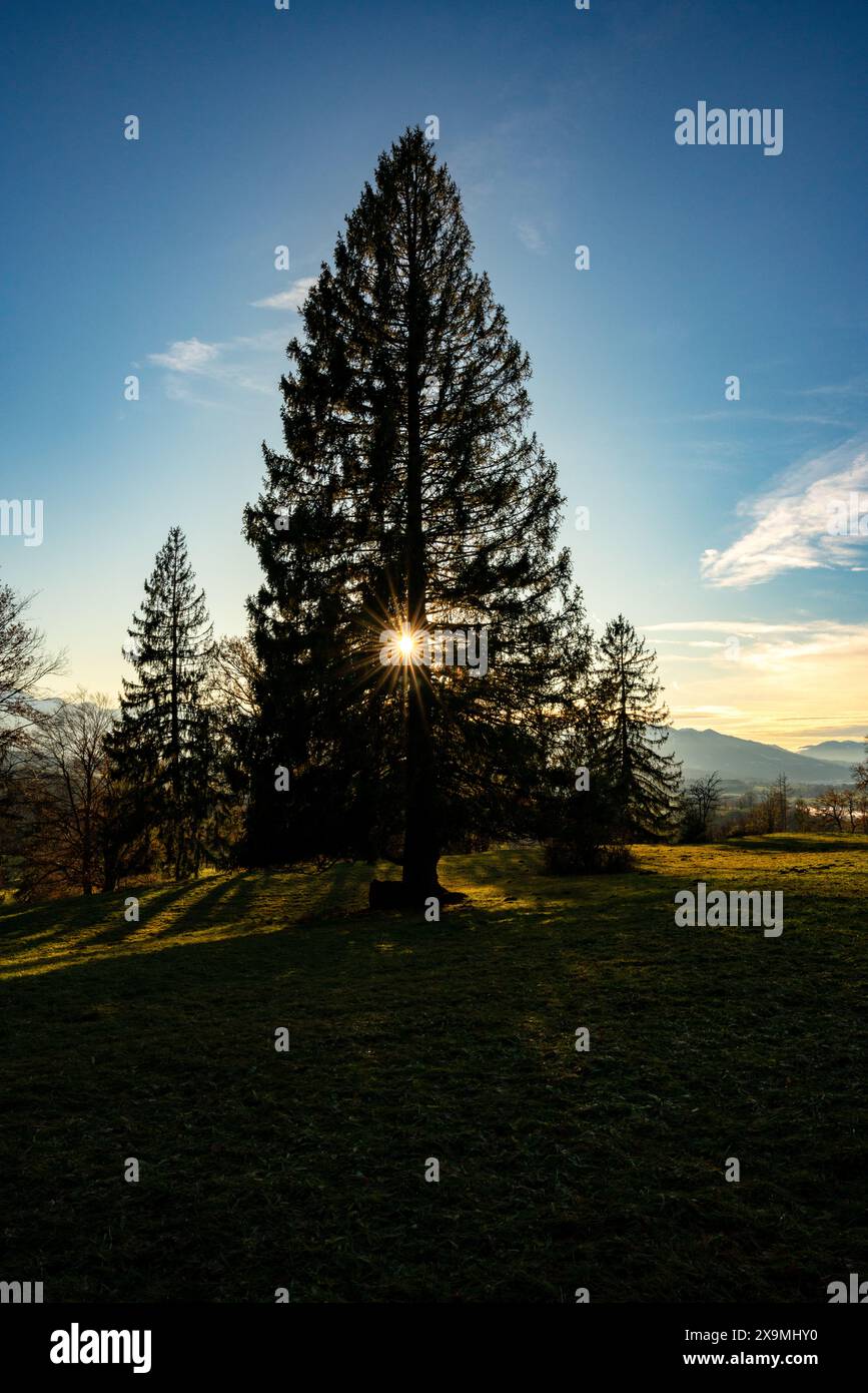 landscape, nature, forest, trees, hike, hiking, tree, trees, mountains ...