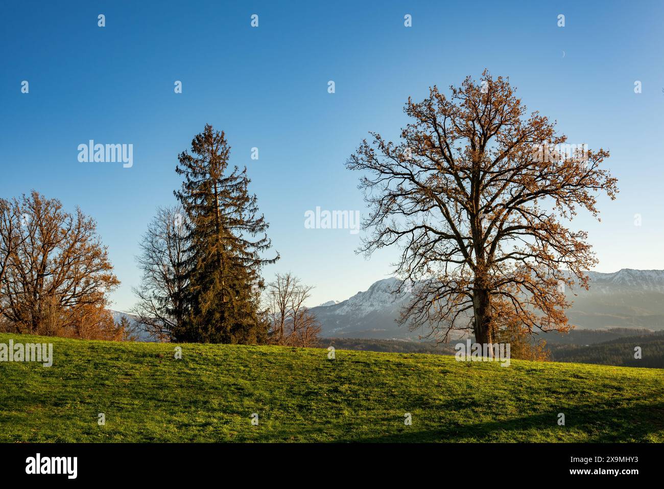 landscape, nature, forest, trees, hike, hiking, tree, trees, mountains ...