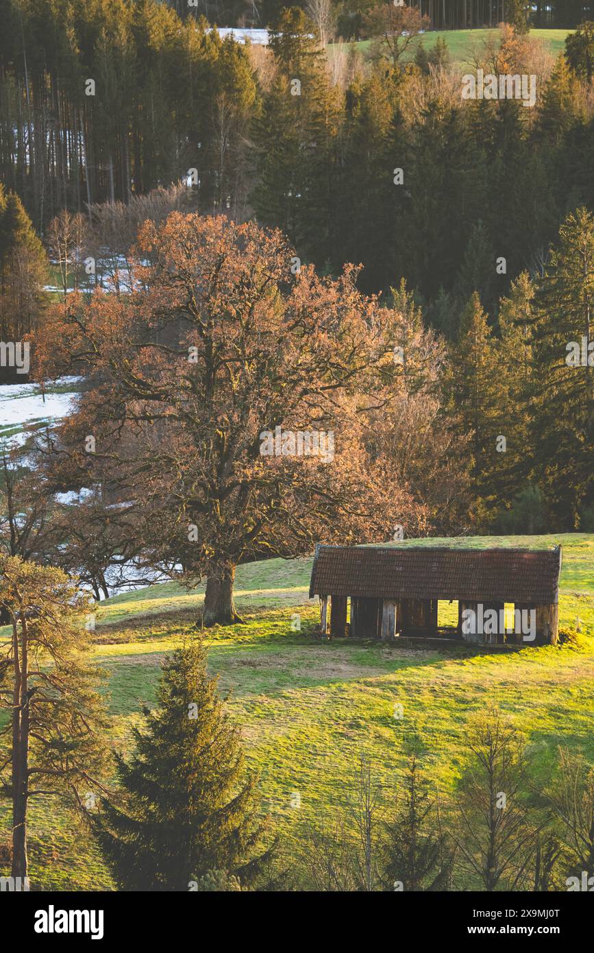 landscape, nature, forest, trees, hike, hiking, tree, trees, mountains ...