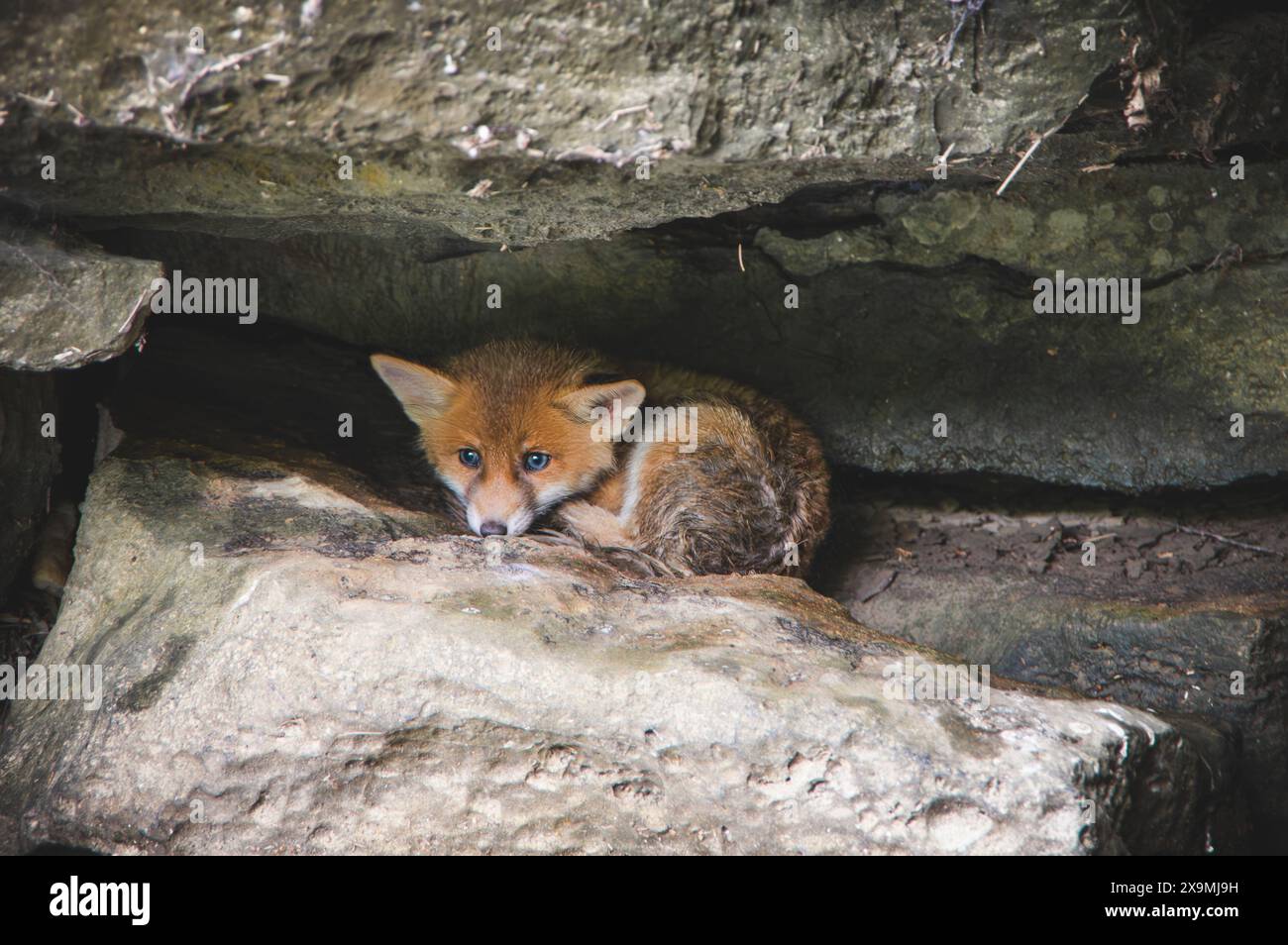 baby fox, cub, fox, rock face, den, hiding, nature, wildlife, animal ...