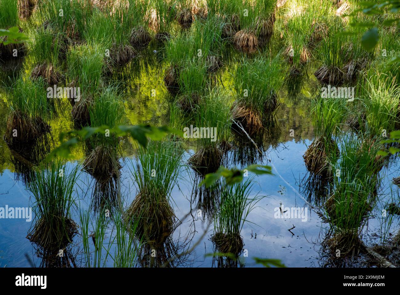 lake, lakeside, grass, water, swamp, moor Stock Photo - Alamy