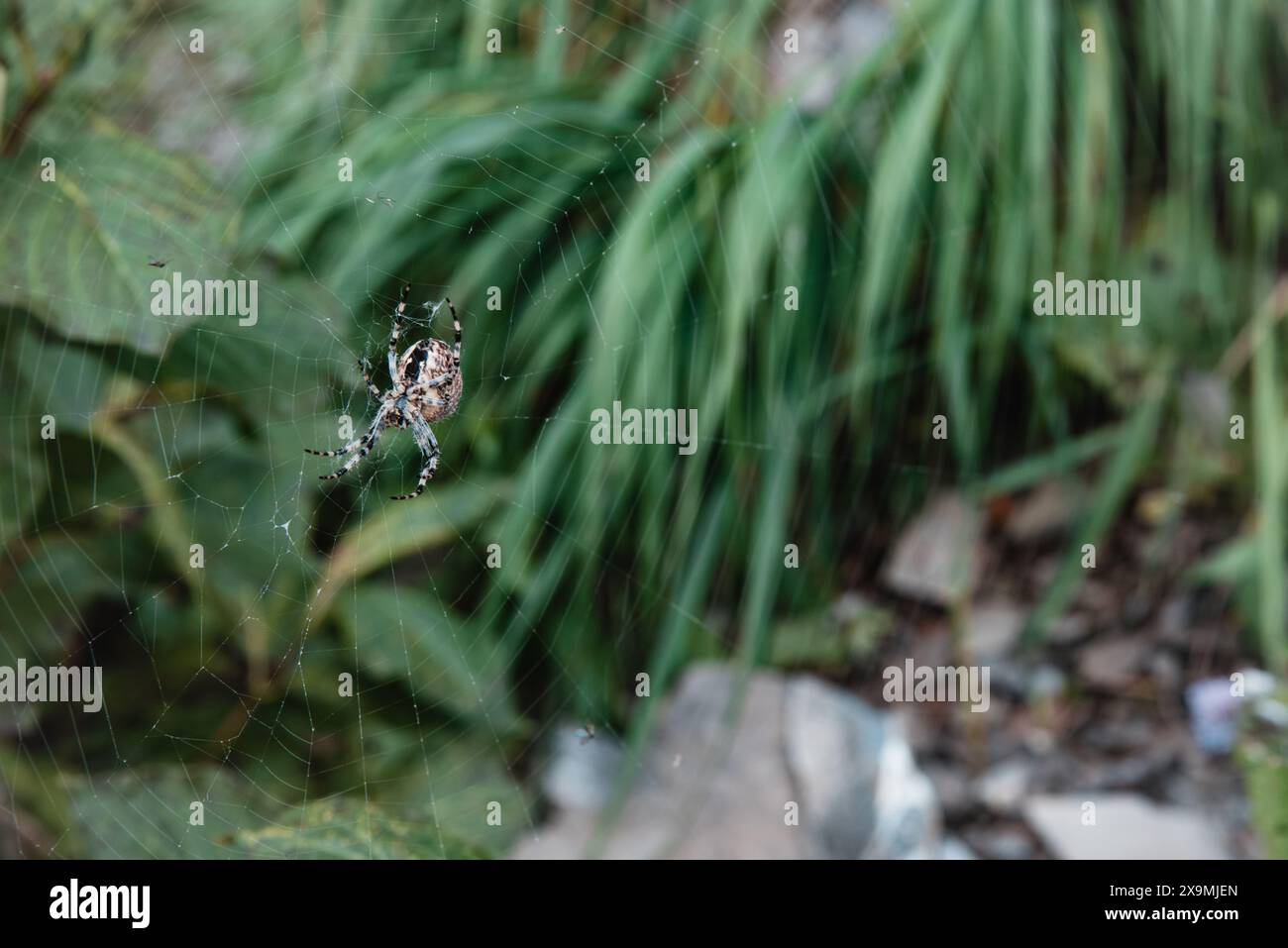 cross spider, spider web, macro shot, nature, spider, insect, animal ...
