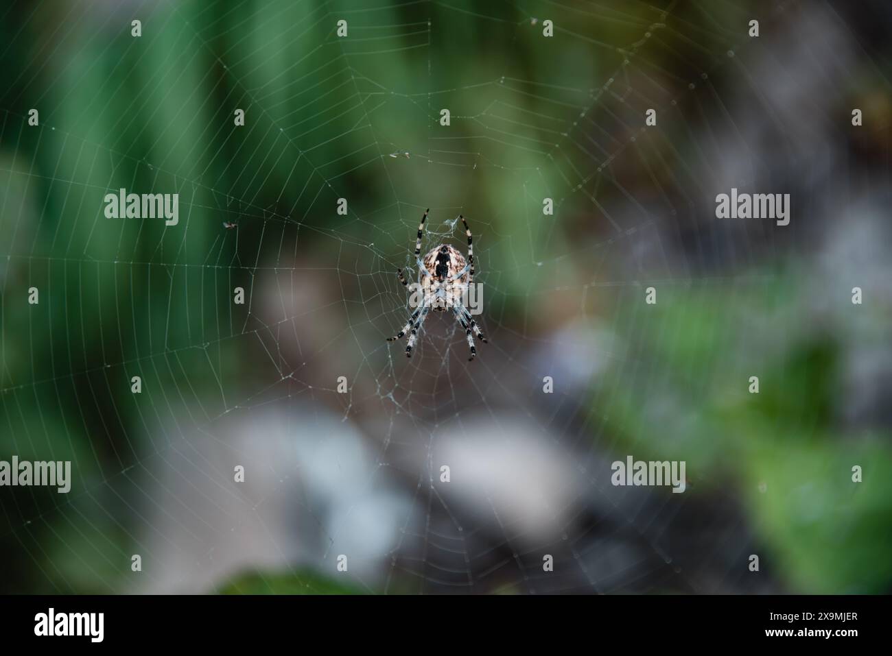 cross spider, spider web, macro shot, nature, spider, insect, animal ...