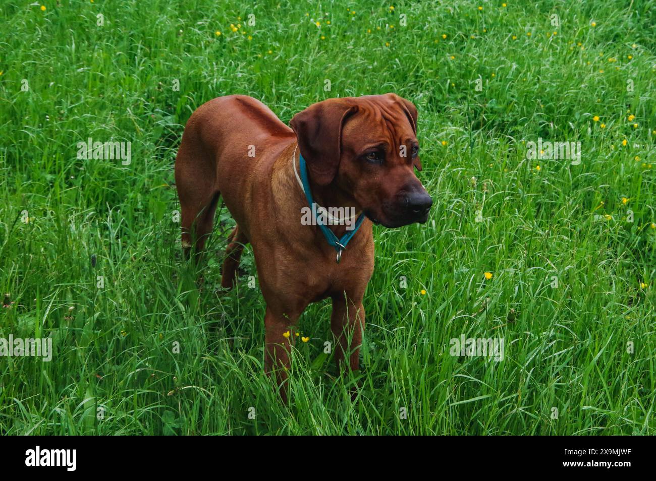 Rhodesian Ridgeback, Ridgeback, dog, dogs, dog breed, brown, big dogs ...