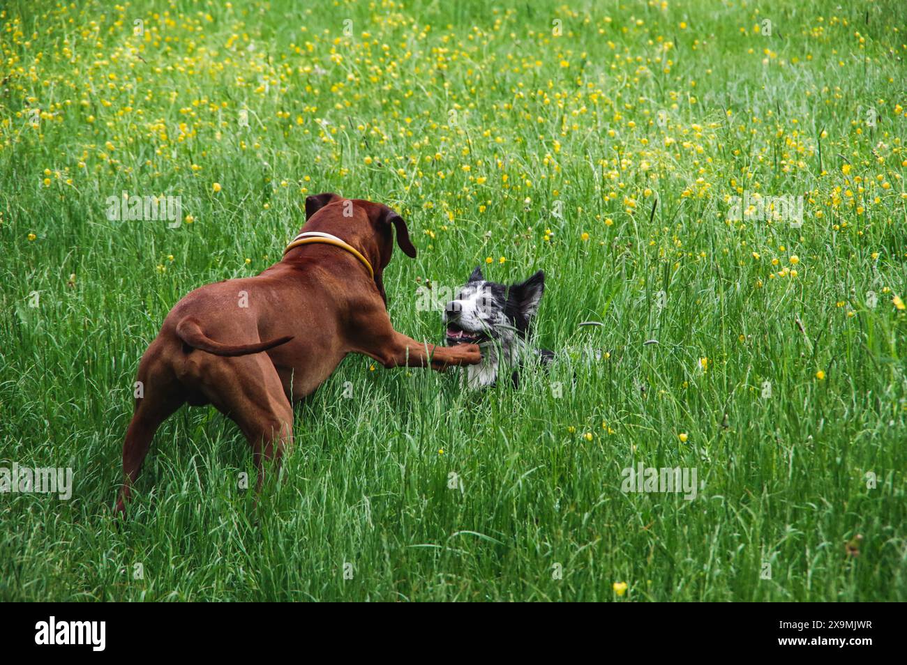 Rhodesian Ridgeback, Ridgeback, dog, dogs, dog breed, brown, big dogs ...