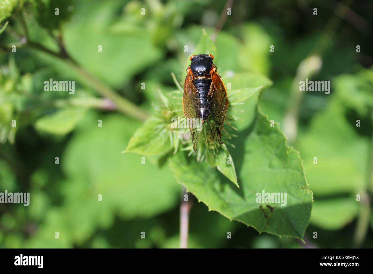 17-year cicada resting on leaves in bright sun at Camp Ground Road ...