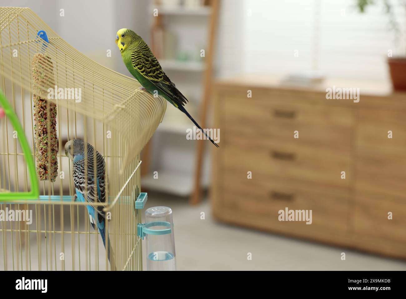 Home for parrots hi-res stock photography and images - Alamy