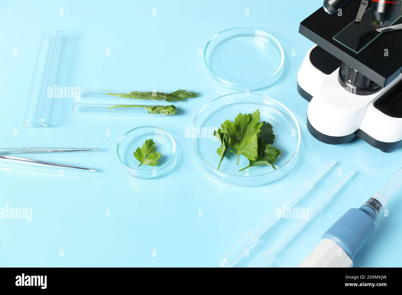 Food Quality Control. Microscope, petri dishes with parsley and other ...