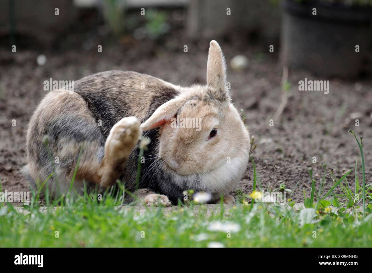 Rabbit (Oryctolagus cuniculus domestica), scratching itself, cute, A ...
