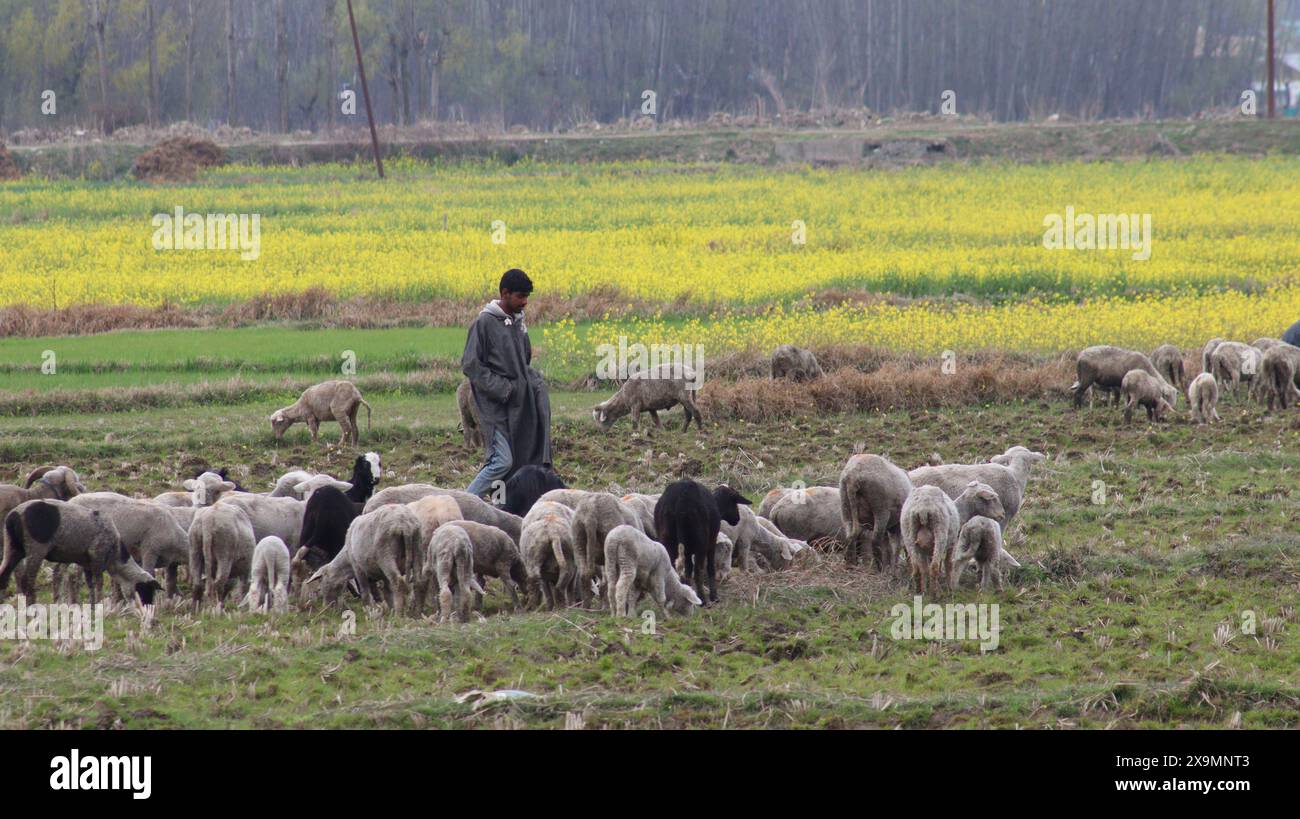 Herding the countryside hi-res stock photography and images - Alamy