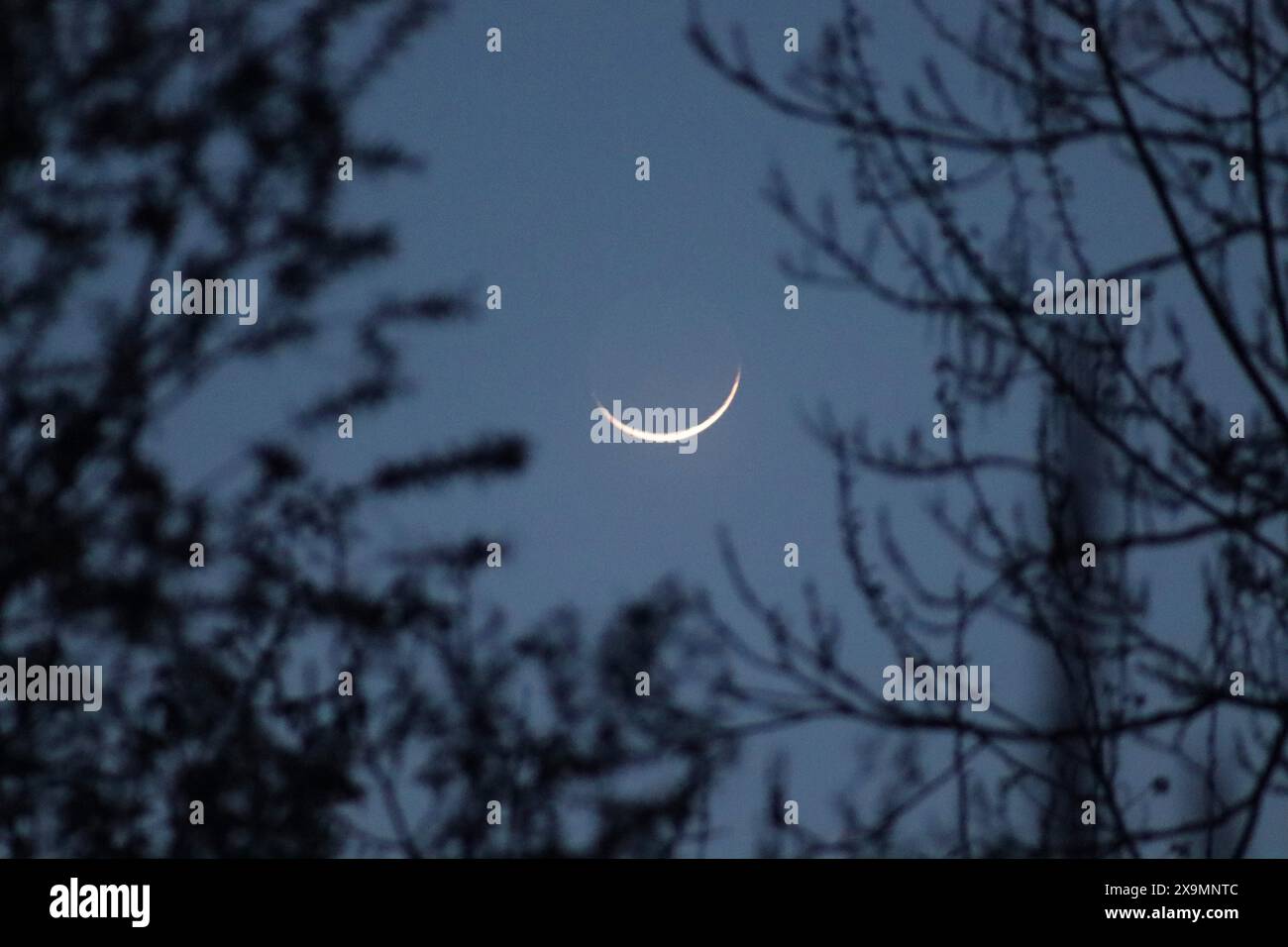 A crescent moon shining in a dark night sky framed by tree branches ...